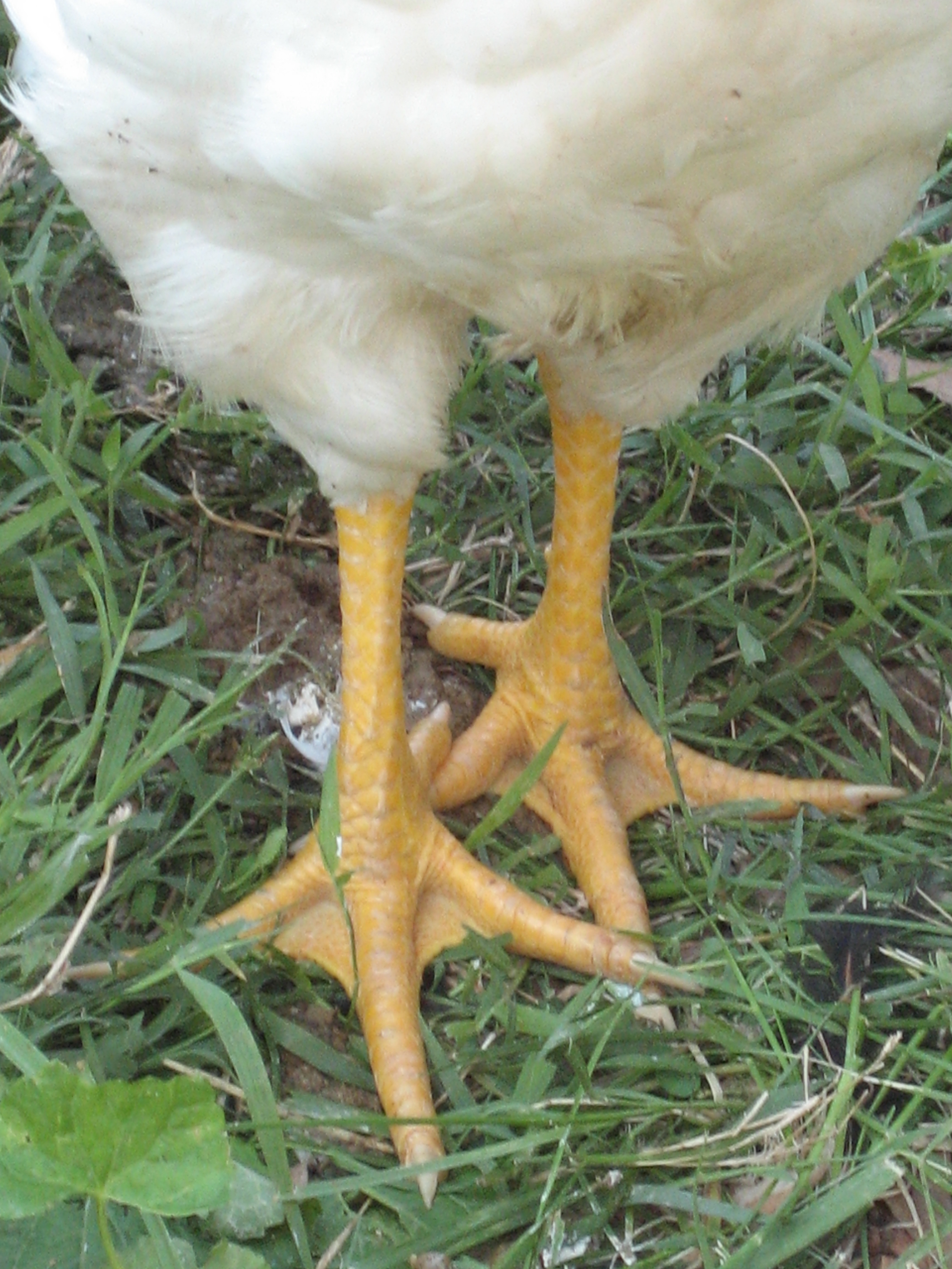 | Backyard Chickens, Part 4PreppingToSurvive.com