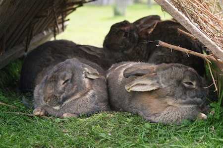 | Managing the Rabbitry, part 2 PreppingToSurvive.com