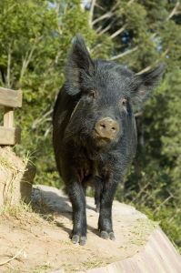 | Out of the Rat Race and Onto the FarmPreppingToSurvive.com