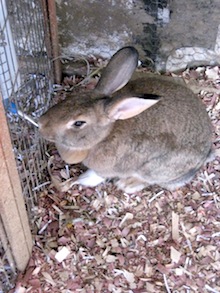 | Rabbits on the Homestead, Take 2PreppingToSurvive.com
